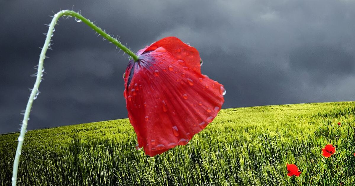 Like a Poppy in the Storm | In Limbo